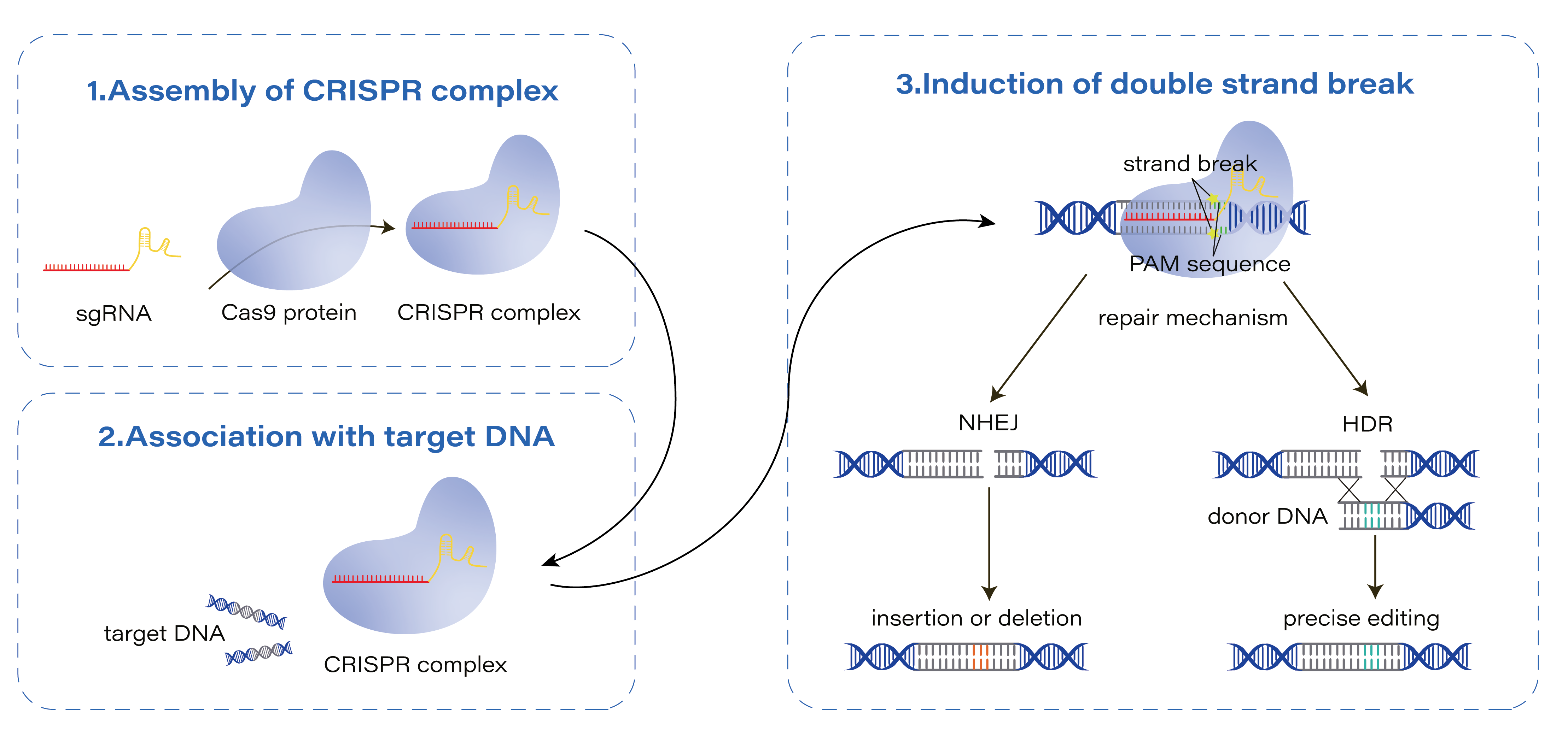 Guide RNA - Product - PixelBiosciences GmbH
