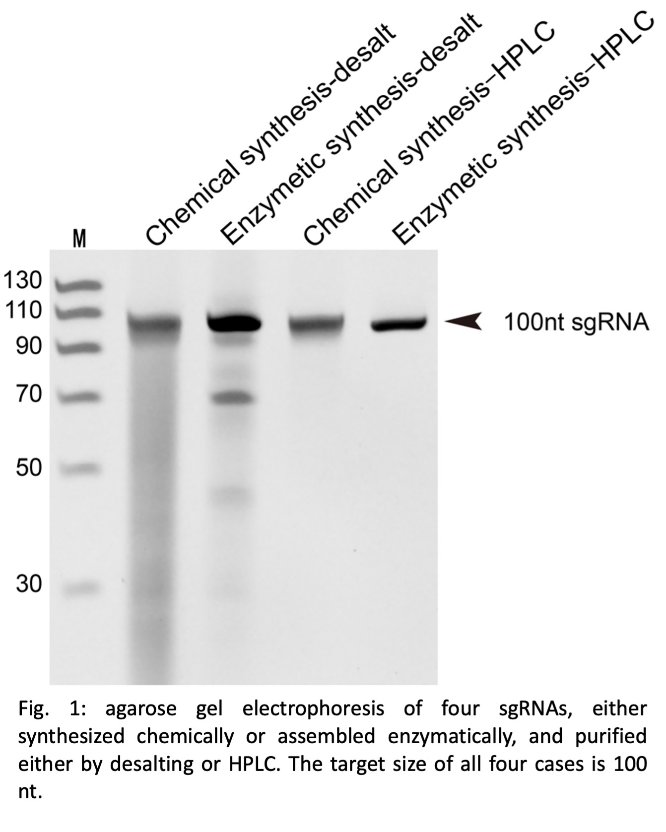 nMECA sgRNA Vs. chemically synthesized sgRNA: comprehensive comparison ...