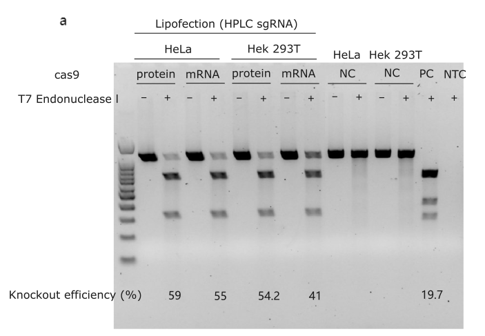 Comparing electroporation and lipofection for the knockout efficiency of Cas9 protein and Cas9 ...